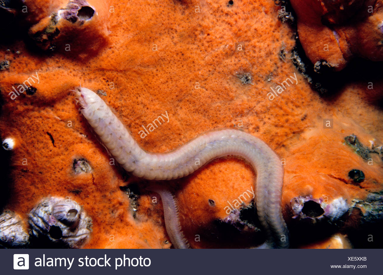 Polynoe High Resolution Stock Photography and Images - Alamy