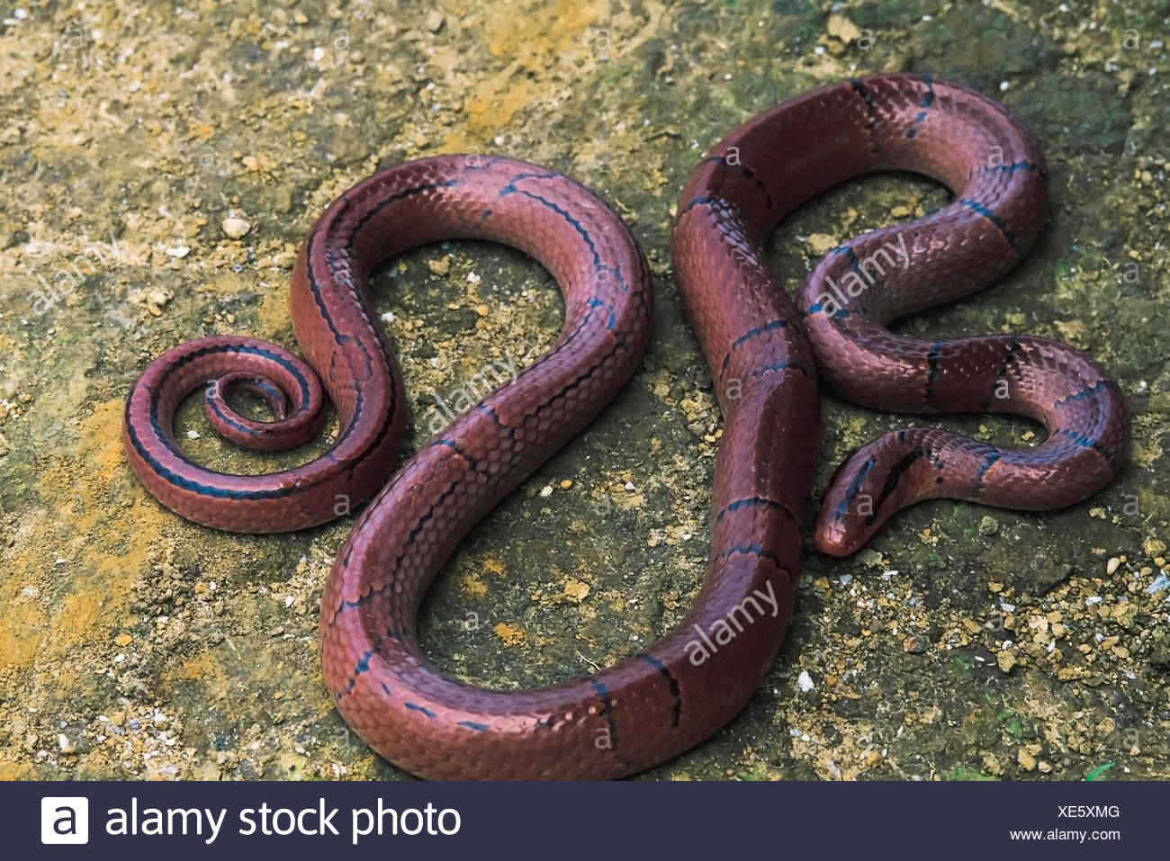 Bamboo Snake High Resolution Stock Photography and Images - Alamy