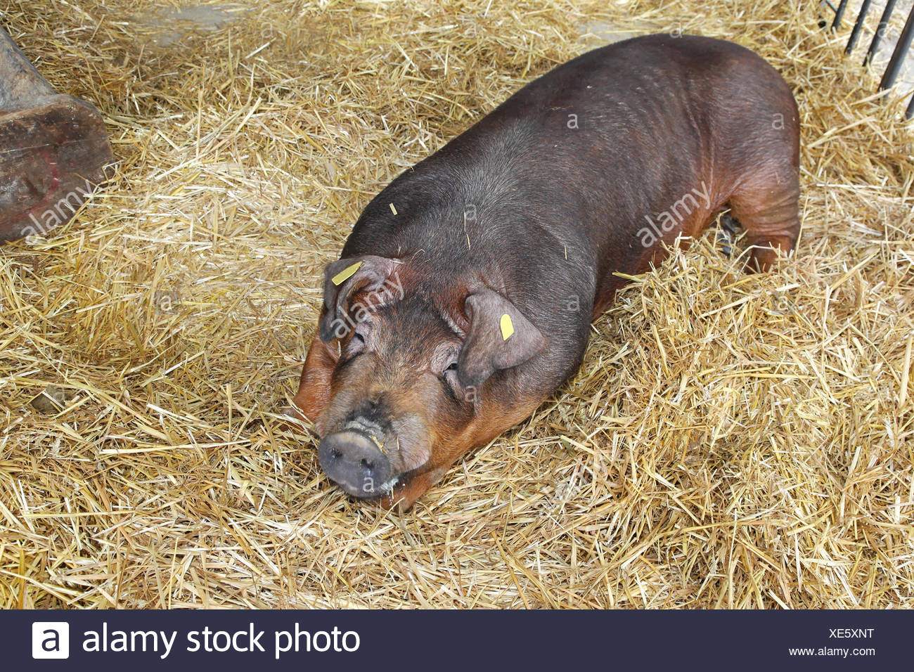 Pig Sty High Resolution Stock Photography and Images - Alamy