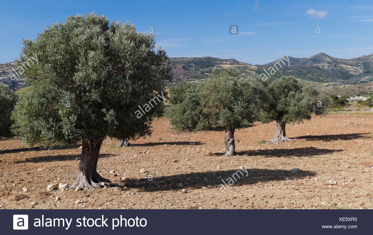Olive Tree Crete High Resolution Stock Photography and Images - Alamy