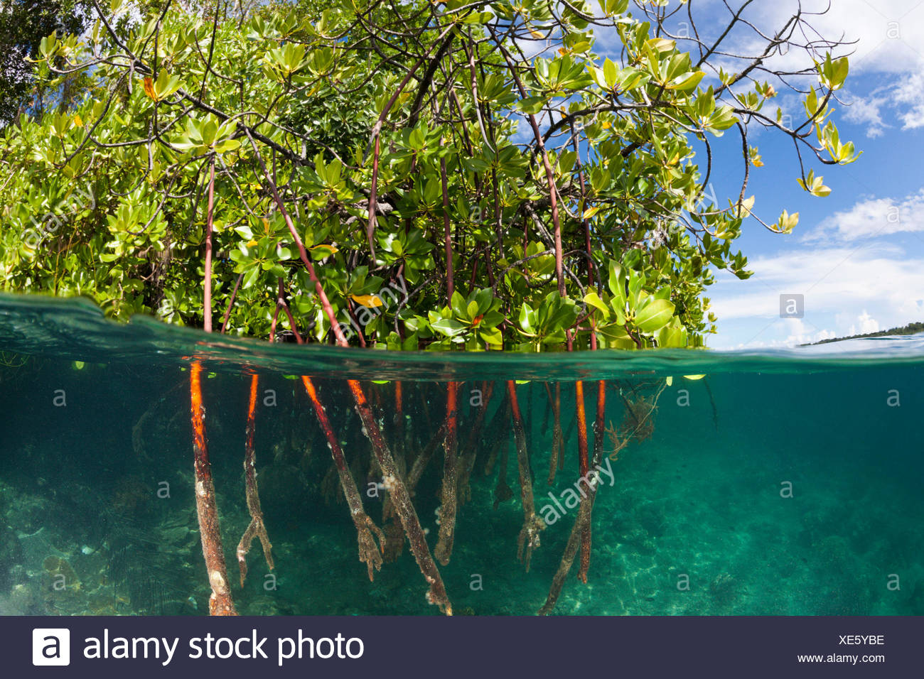 Rhizophora Sp Mangrove Tree High Resolution Stock Photography and ...