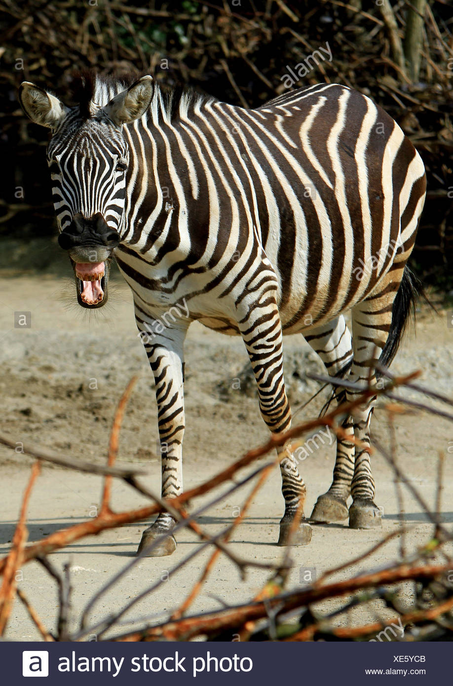 Zebra Teeth Smiling Stock Photos & Zebra Teeth Smiling Stock Images - Alamy