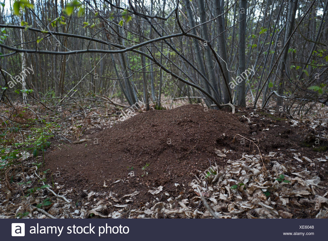 Ant Ants Mound High Resolution Stock Photography and Images - Alamy