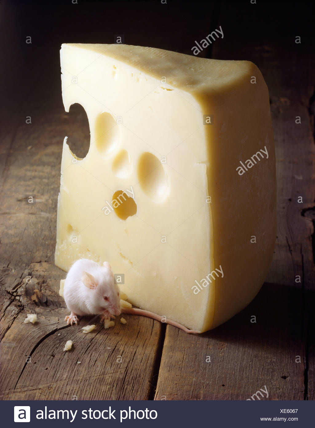 Rat Eating Cheese Stock Photos & Rat Eating Cheese Stock Images - Alamy