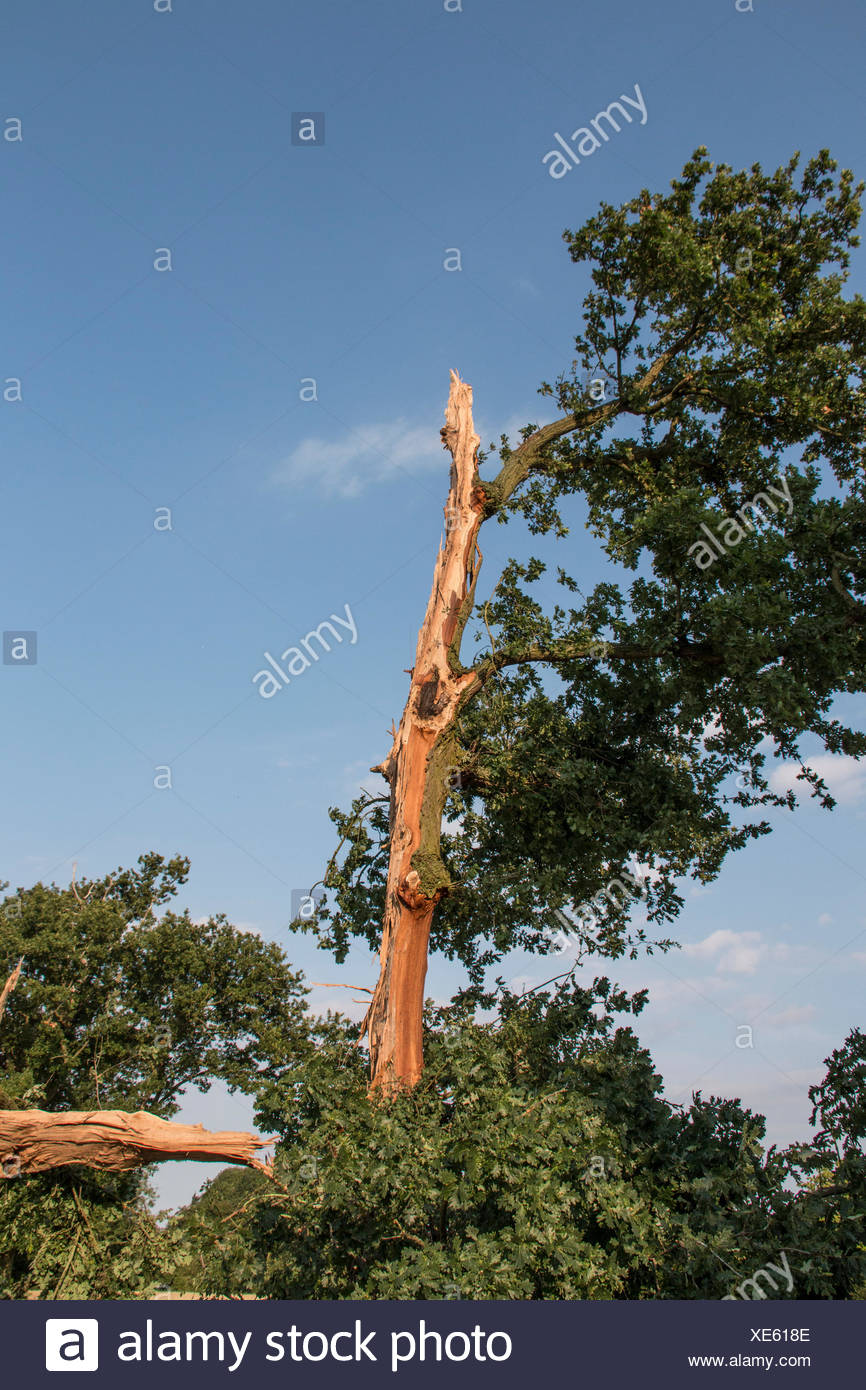 Tree Struck By Lightning High Resolution Stock Photography and Images ...