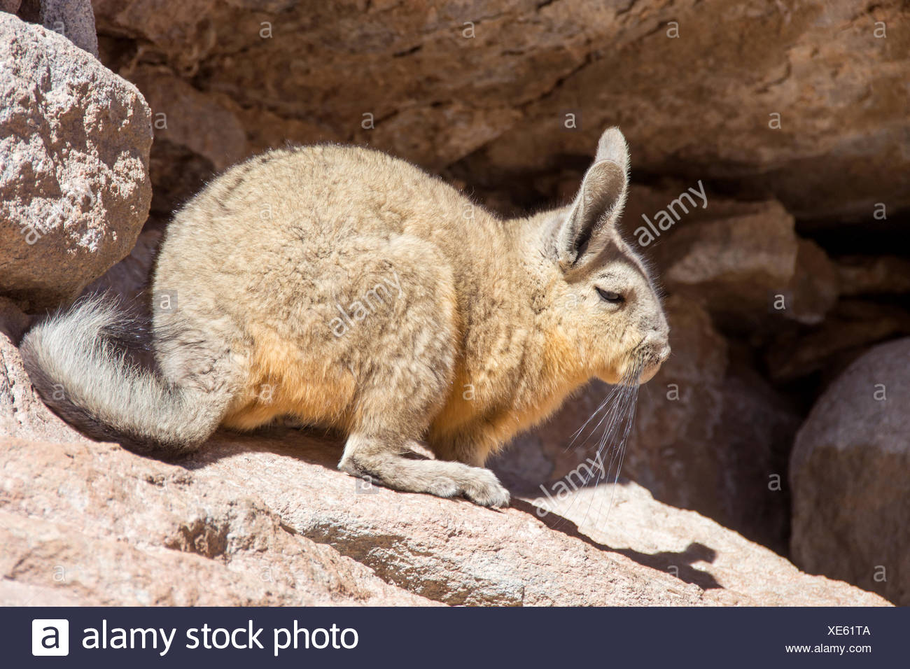 Mountain Viscacha Lagidium High Resolution Stock Photography and Images ...