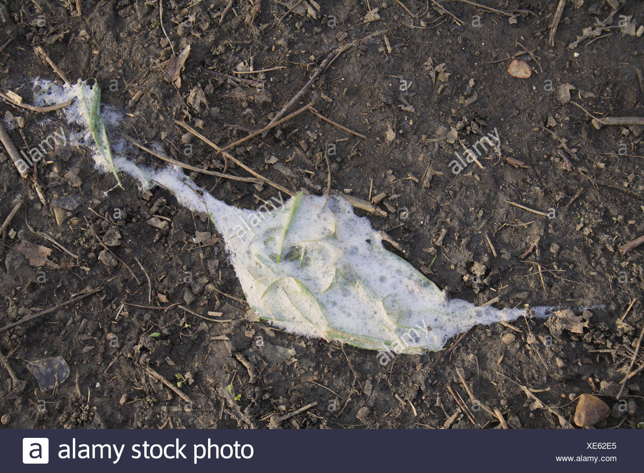 Animal Vomit High Resolution Stock Photography and Images - Alamy