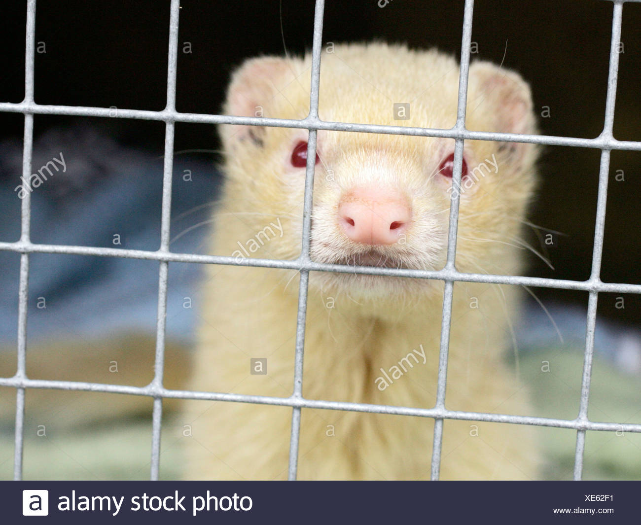 Prisoner Behind Bars High Resolution Stock Photography and Images - Alamy