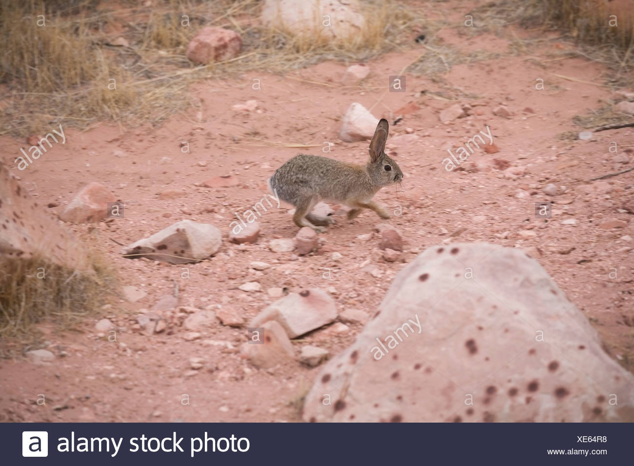 American Desert Hare Stock Photos & American Desert Hare Stock Images ...