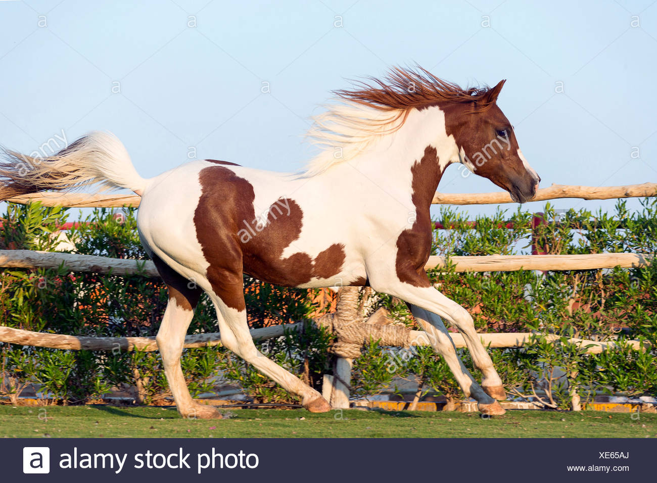 Pinto Arabian Horse High Resolution Stock Photography and Images - Alamy