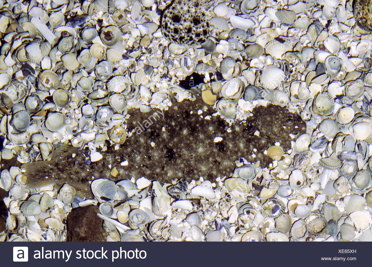 Seabeds High Resolution Stock Photography and Images - Alamy