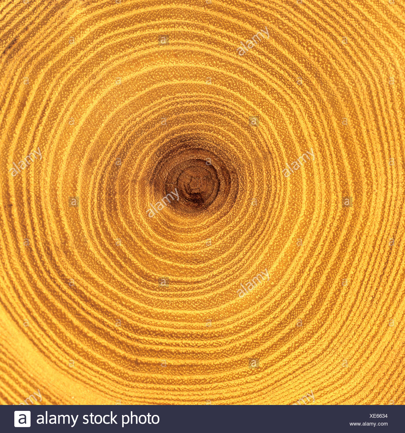 Tree Trunk Section High Resolution Stock Photography and Images - Alamy