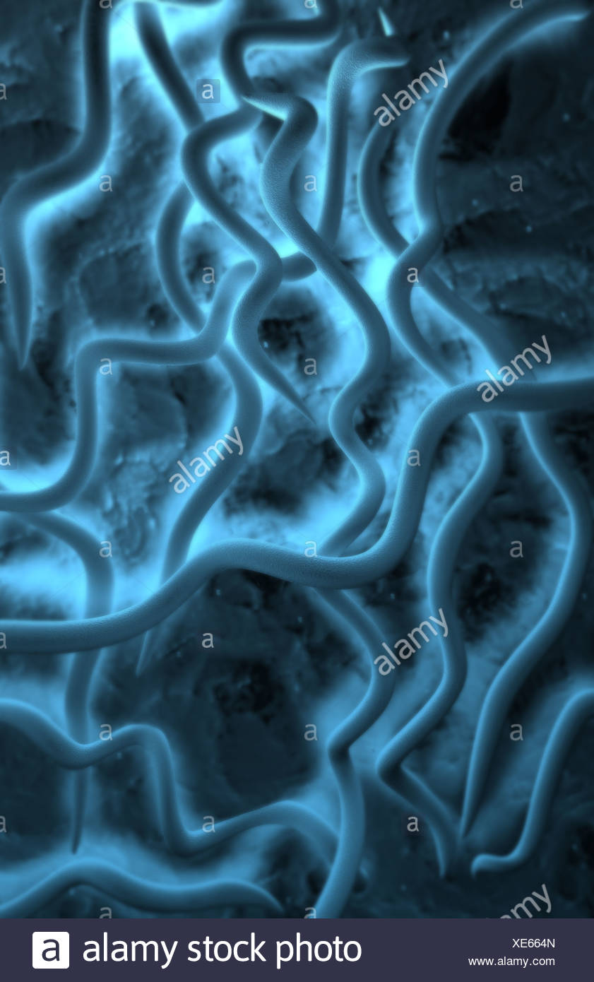 Spirochaete Bacteria High Resolution Stock Photography and Images - Alamy