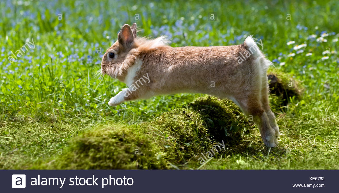 Leaping Rabbit Stock Photos & Leaping Rabbit Stock Images - Alamy