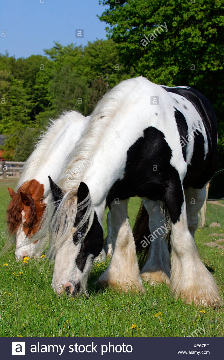 Irish Tinker High Resolution Stock Photography and Images - Alamy