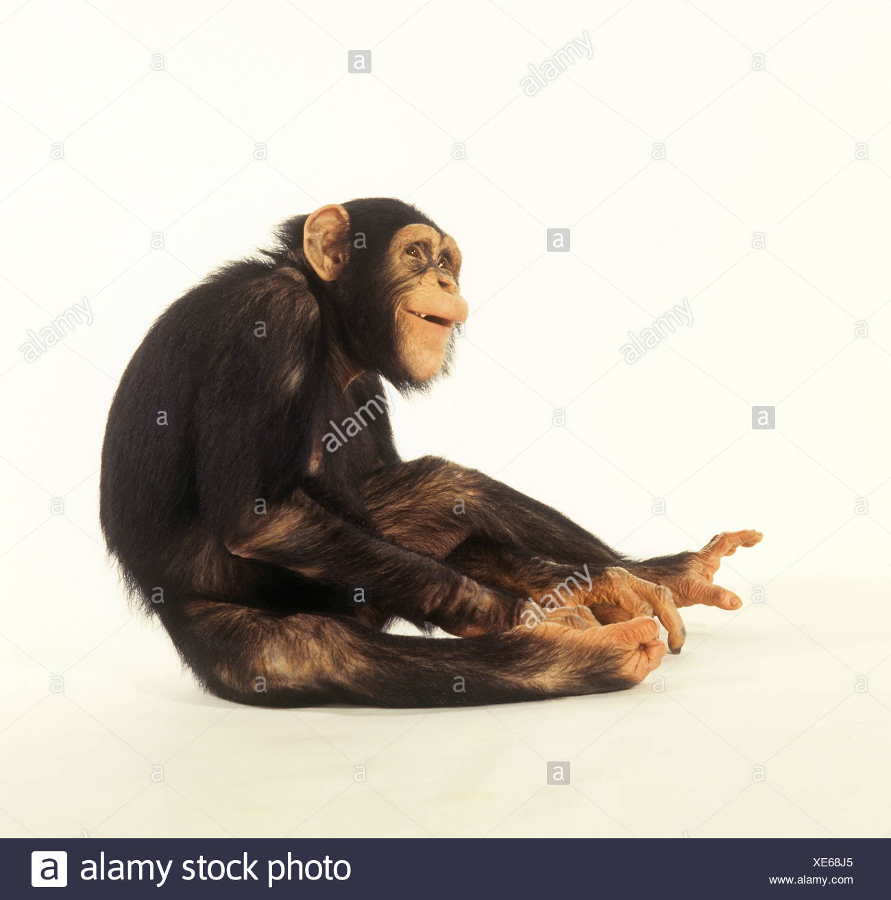 Chimpanzee Laughing High Resolution Stock Photography and Images - Alamy