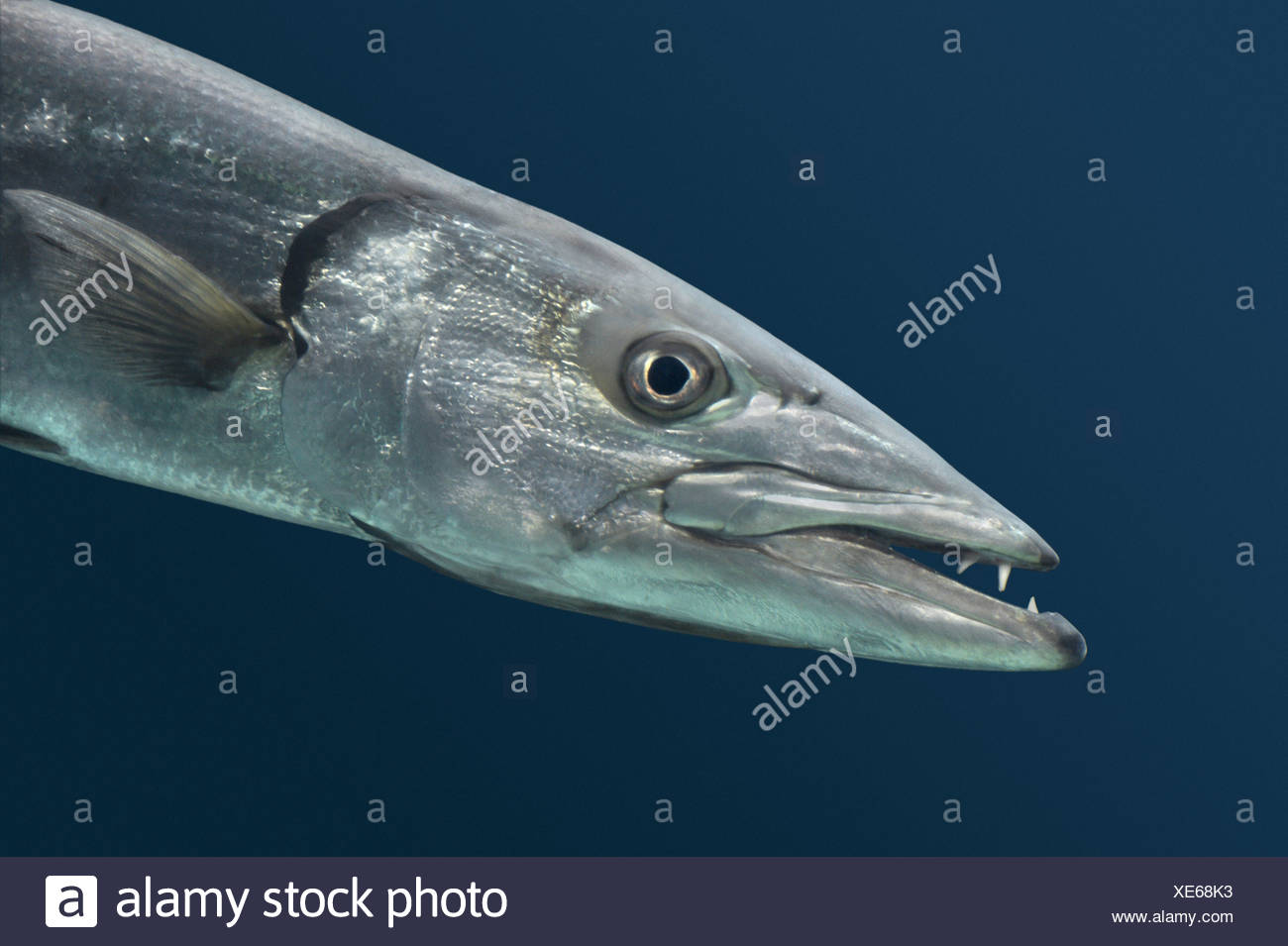 Sphyraena Stock Photos & Sphyraena Stock Images - Alamy