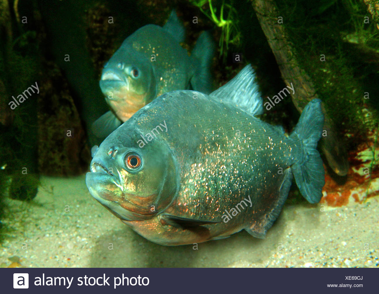 Piranha Part Two High Resolution Stock Photography and Images - Alamy