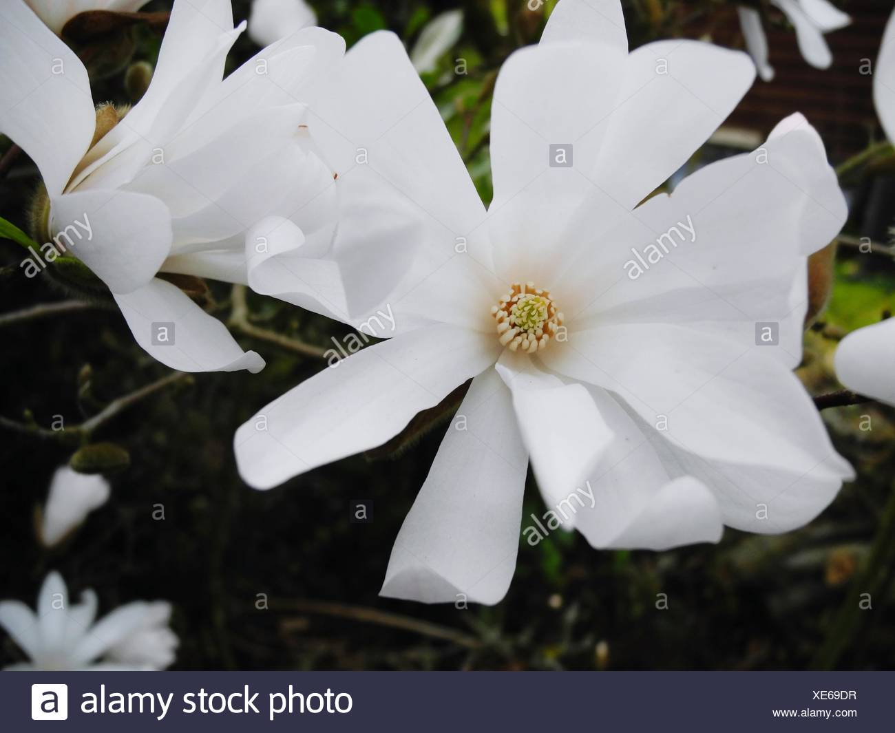 White Magnolia Garden High Resolution Stock Photography and Images - Alamy