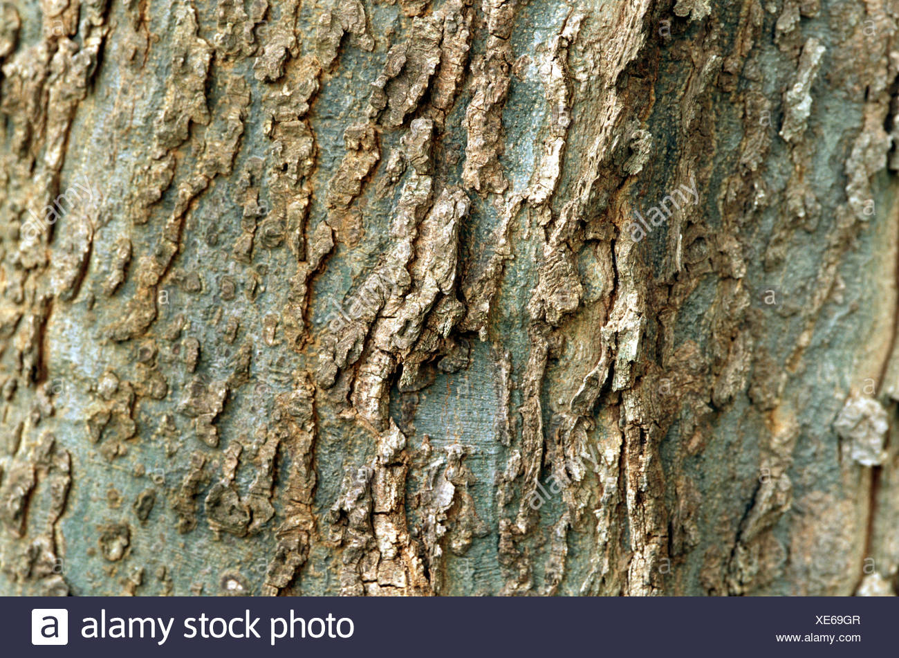Common Hackberry High Resolution Stock Photography and Images - Alamy