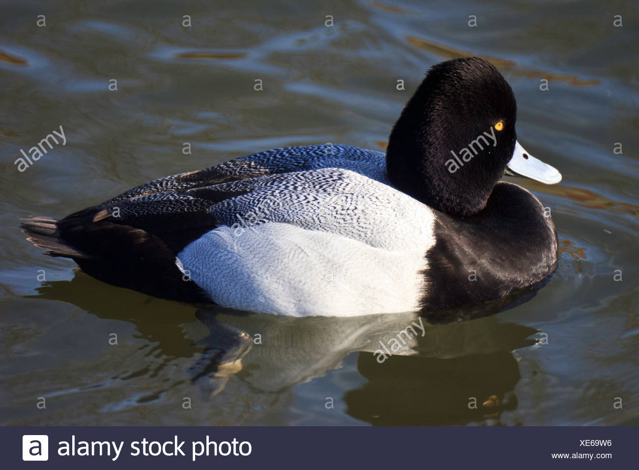 Lesser Scaup Ducks High Resolution Stock Photography and Images - Alamy