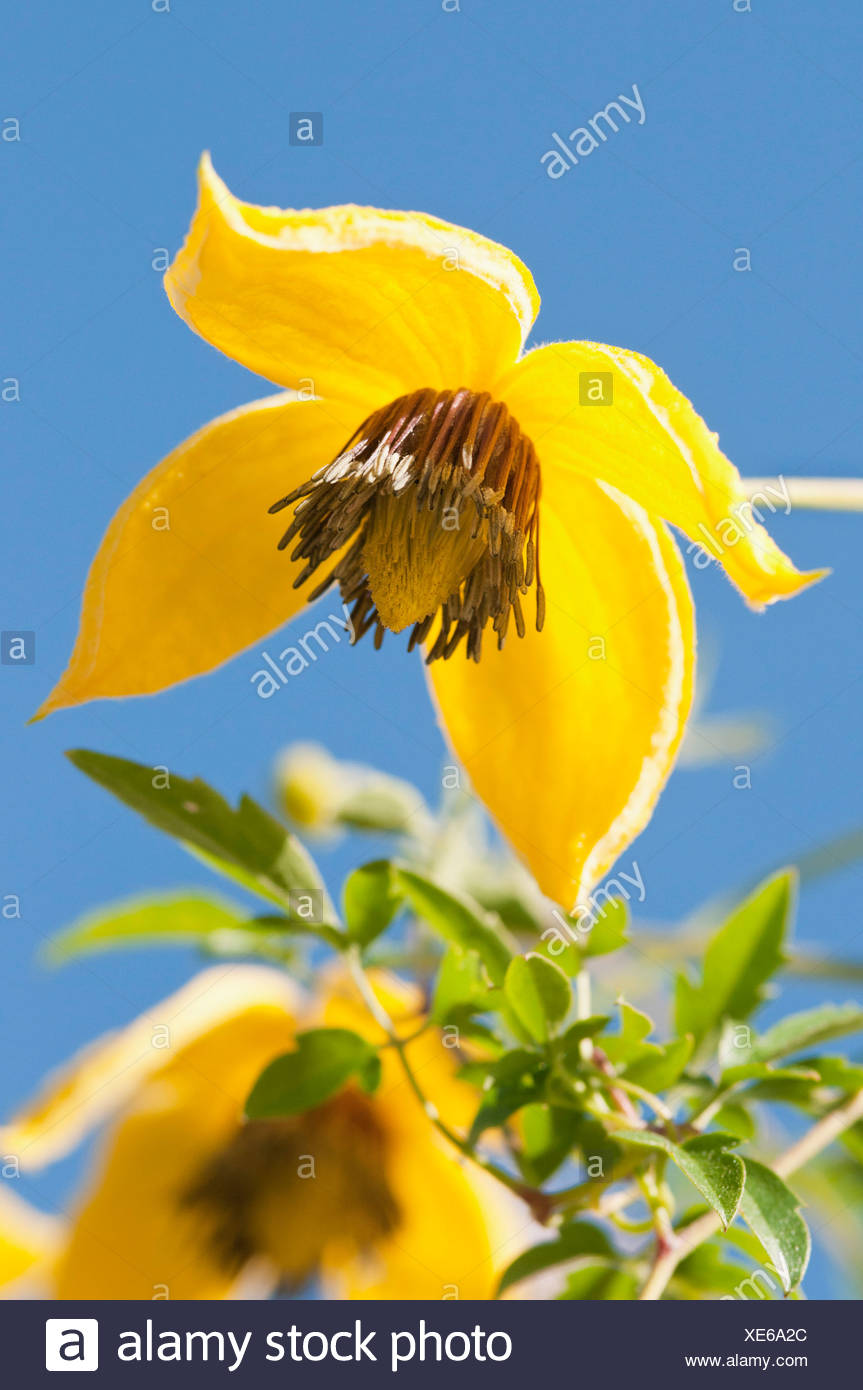 Yellow Bell Clematis High Resolution Stock Photography and Images - Alamy