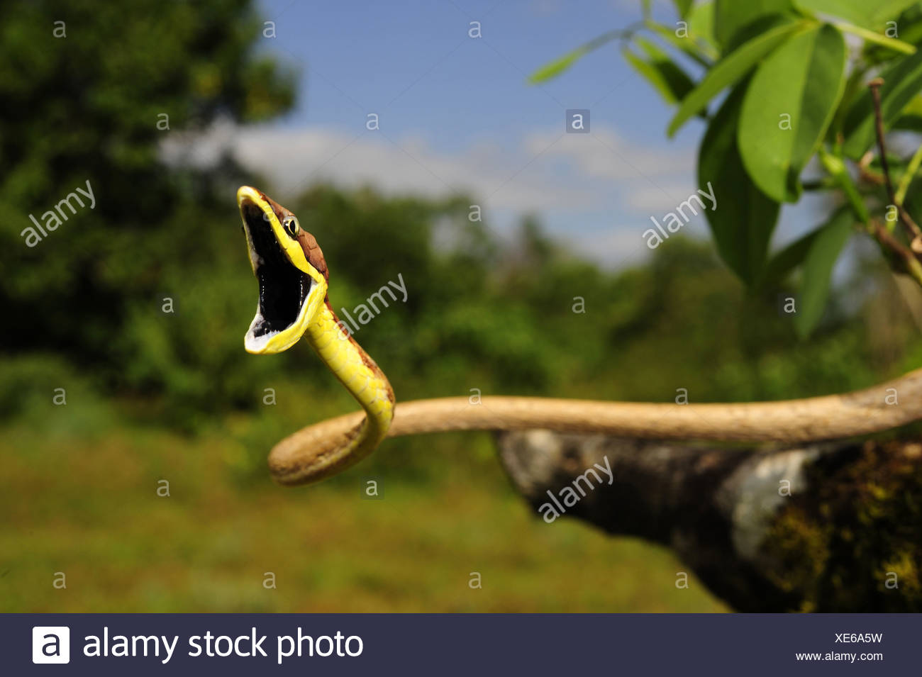 Common Vine Snakes High Resolution Stock Photography and Images - Alamy