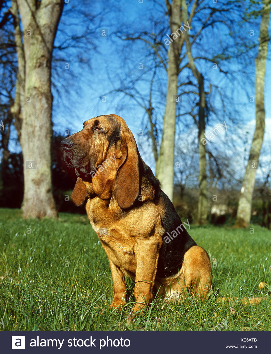 Bloodhound Dog High Resolution Stock Photography and Images - Alamy