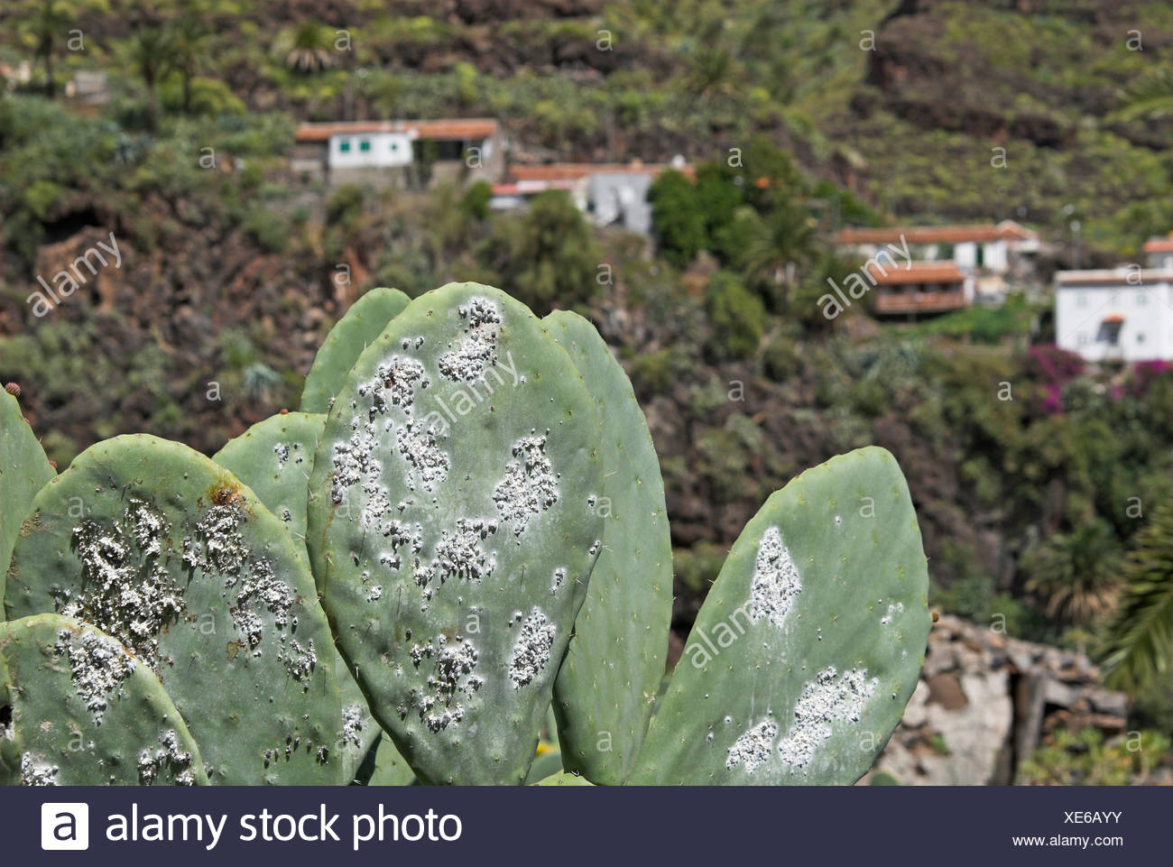 Dactylopius Coccus Stock Photos & Dactylopius Coccus Stock Images - Alamy