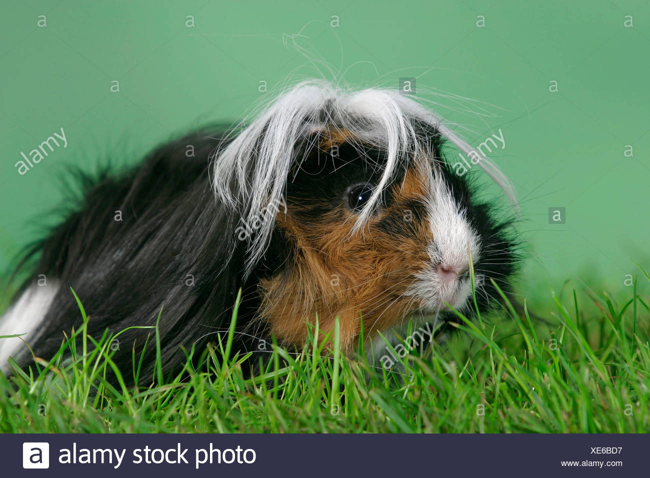 Peruaner Meerschweinchen High Resolution Stock Photography and Images ...