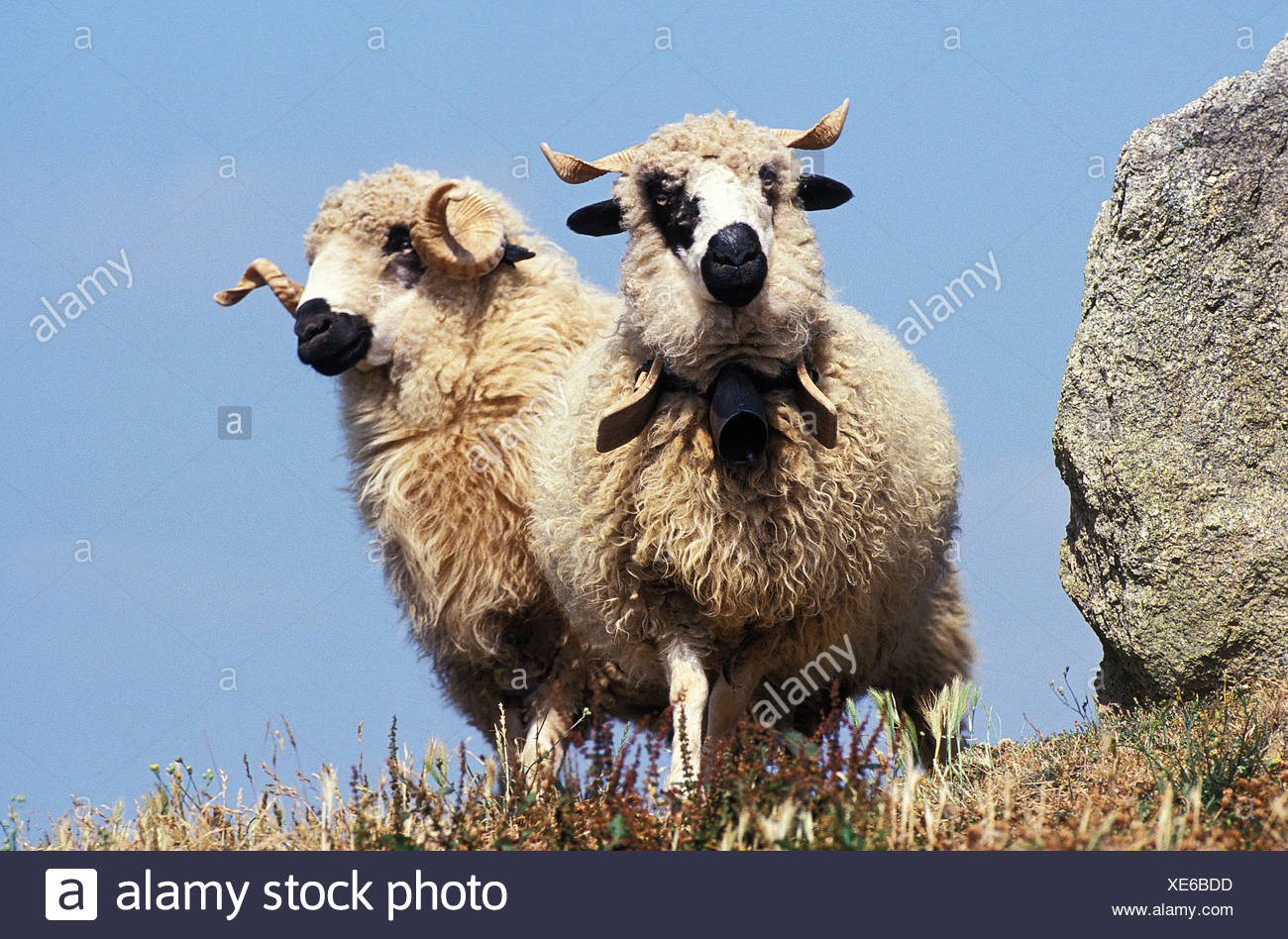 Thones Et Marthod Sheep High Resolution Stock Photography and Images ...