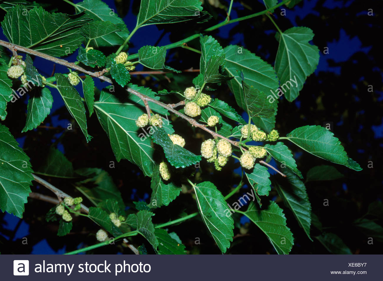 Silkworm Of The Mulberry Tree High Resolution Stock Photography and ...