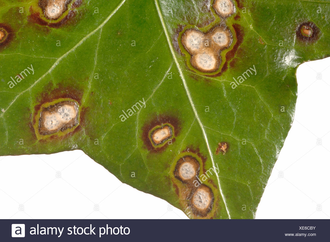 Pycnidia High Resolution Stock Photography and Images - Alamy