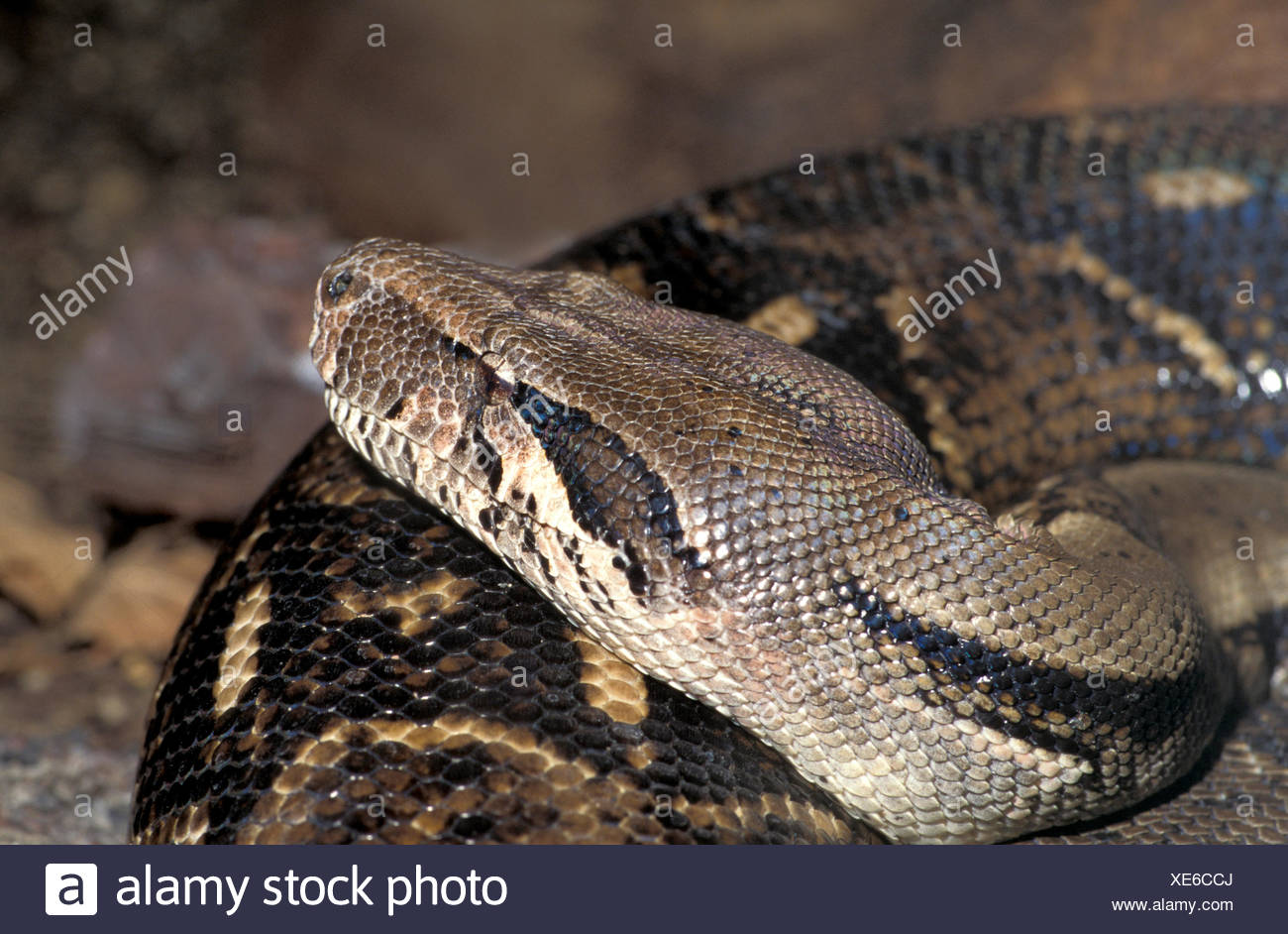 Boidae Family High Resolution Stock Photography and Images - Alamy