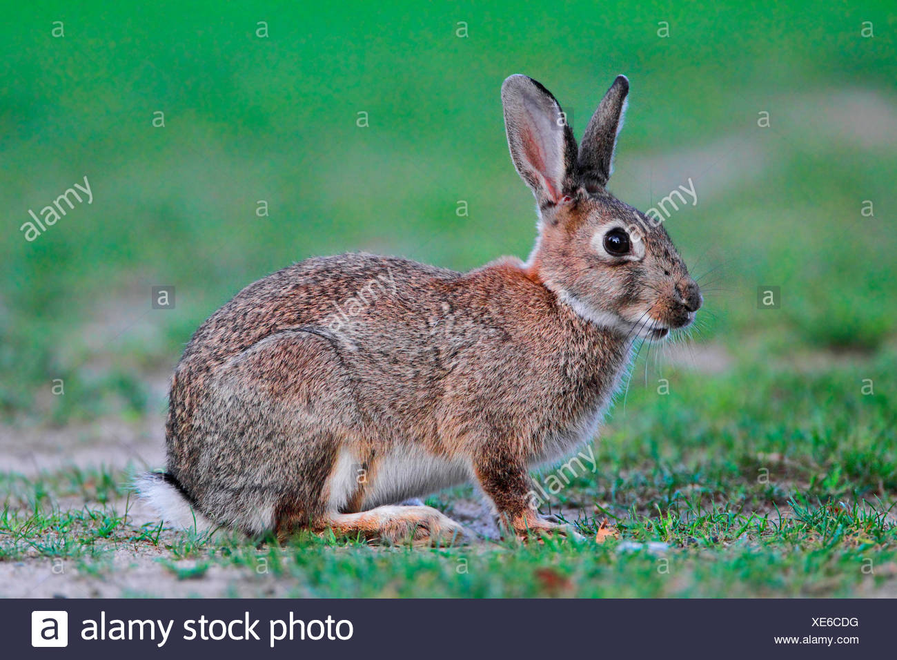 European Wild Rabbits Stock Photos & European Wild Rabbits Stock Images ...