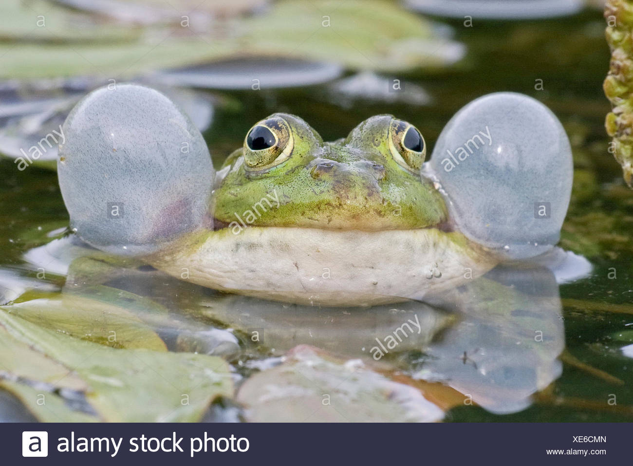 Vocal Sacs Stock Photos & Vocal Sacs Stock Images - Alamy