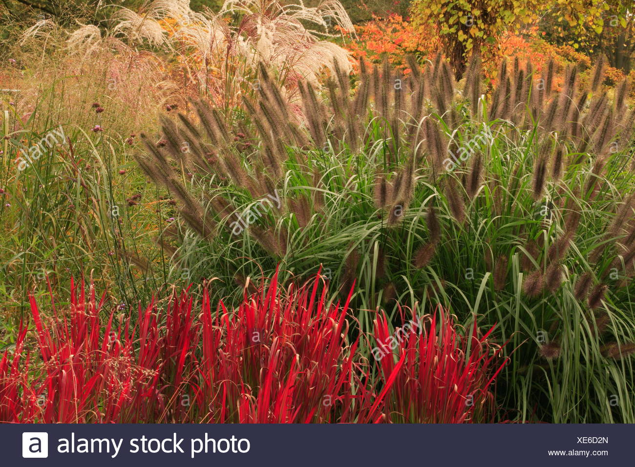 Ornamental Grasses Border Grasses High Resolution Stock Photography and ...