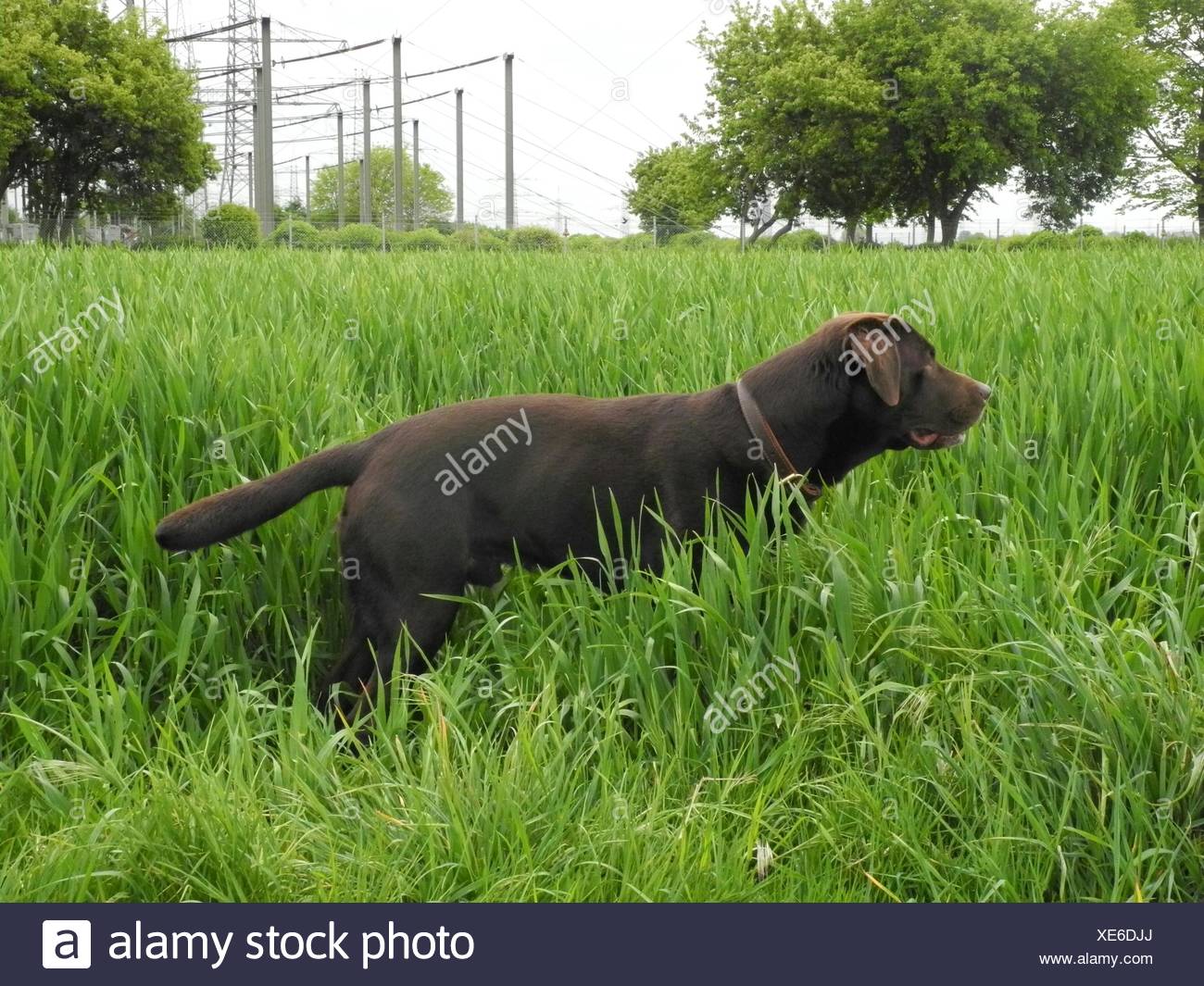 Labrador Side View High Resolution Stock Photography and Images - Alamy