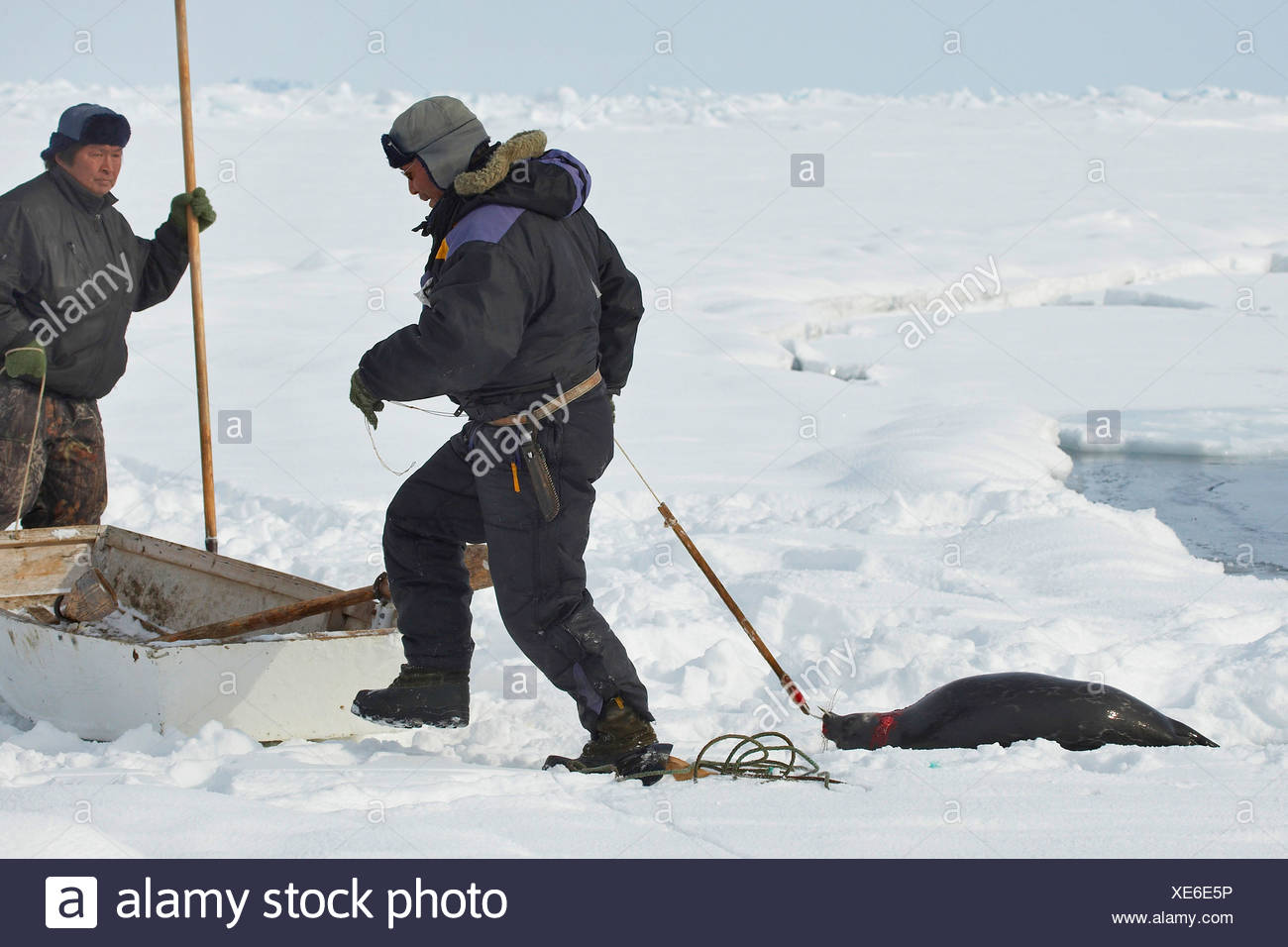 Seal Hunt High Resolution Stock Photography and Images - Alamy
