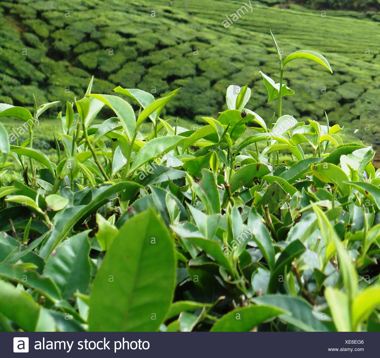 Munnar Tea High Resolution Stock Photography and Images - Alamy