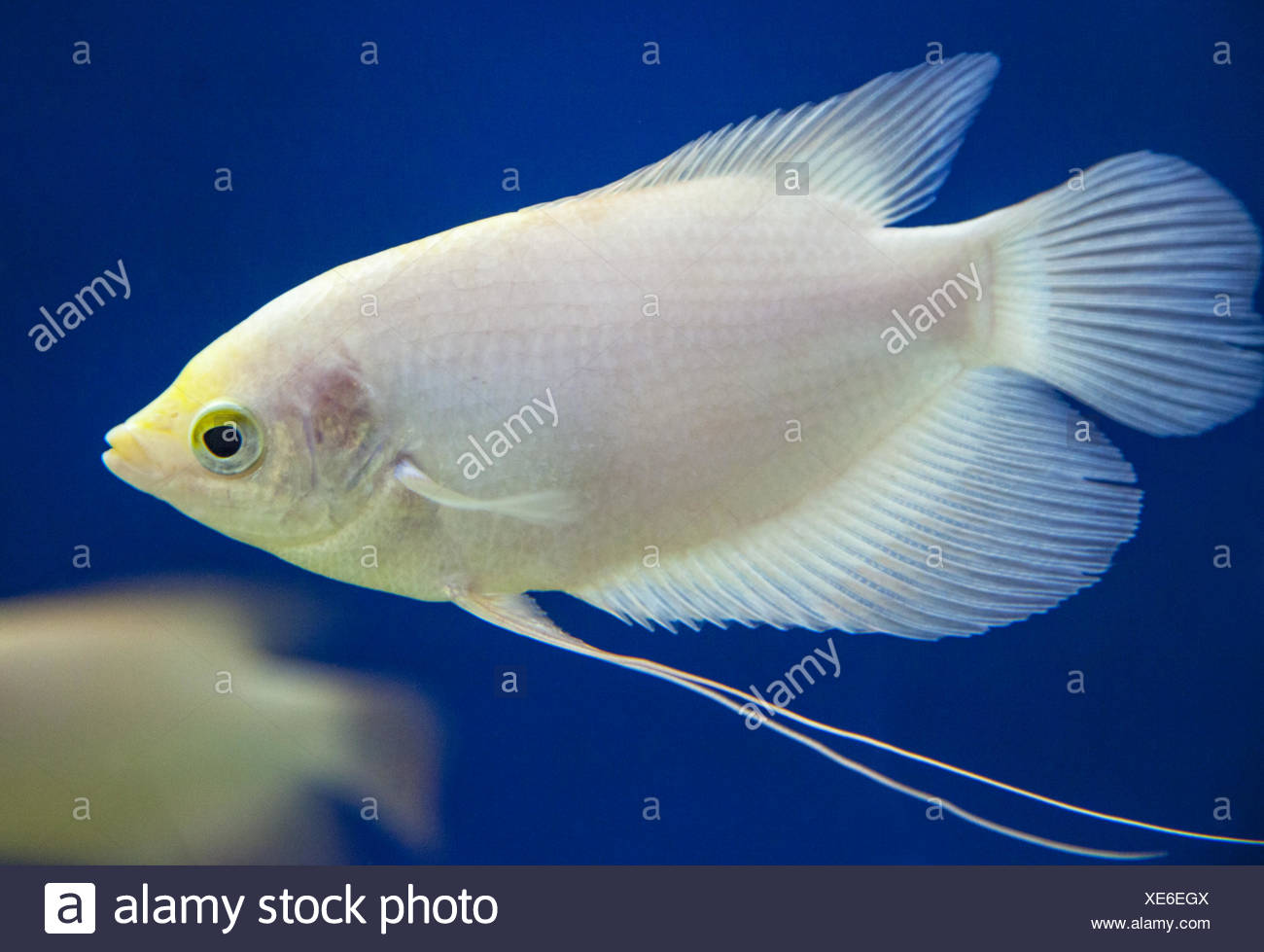Ornamental Fish High Resolution Stock Photography and Images - Alamy
