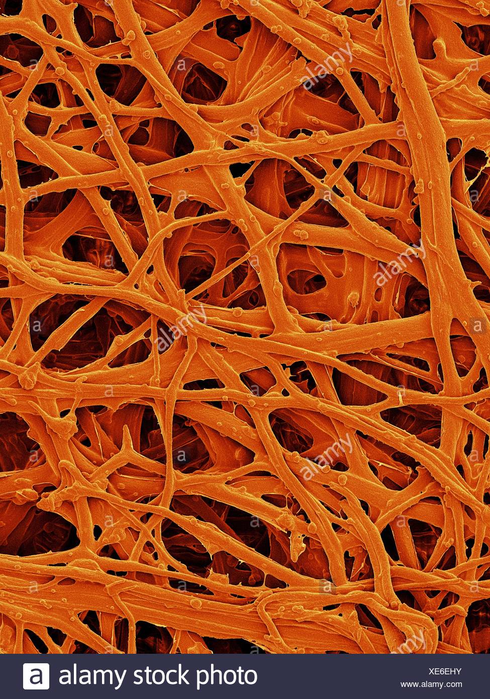 Eggshell Membrane High Resolution Stock Photography and Images - Alamy