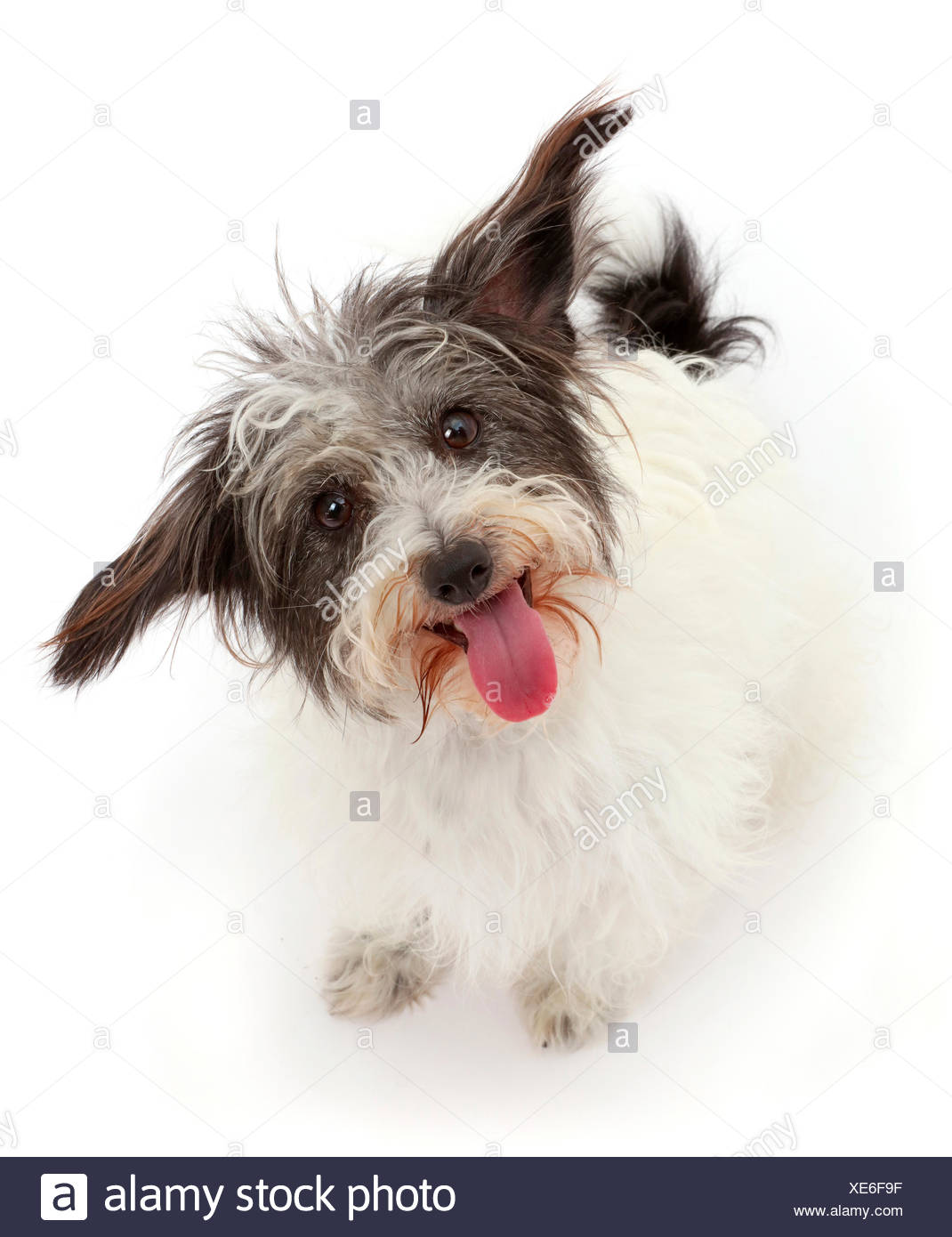 Jackapoo High Resolution Stock Photography and Images - Alamy