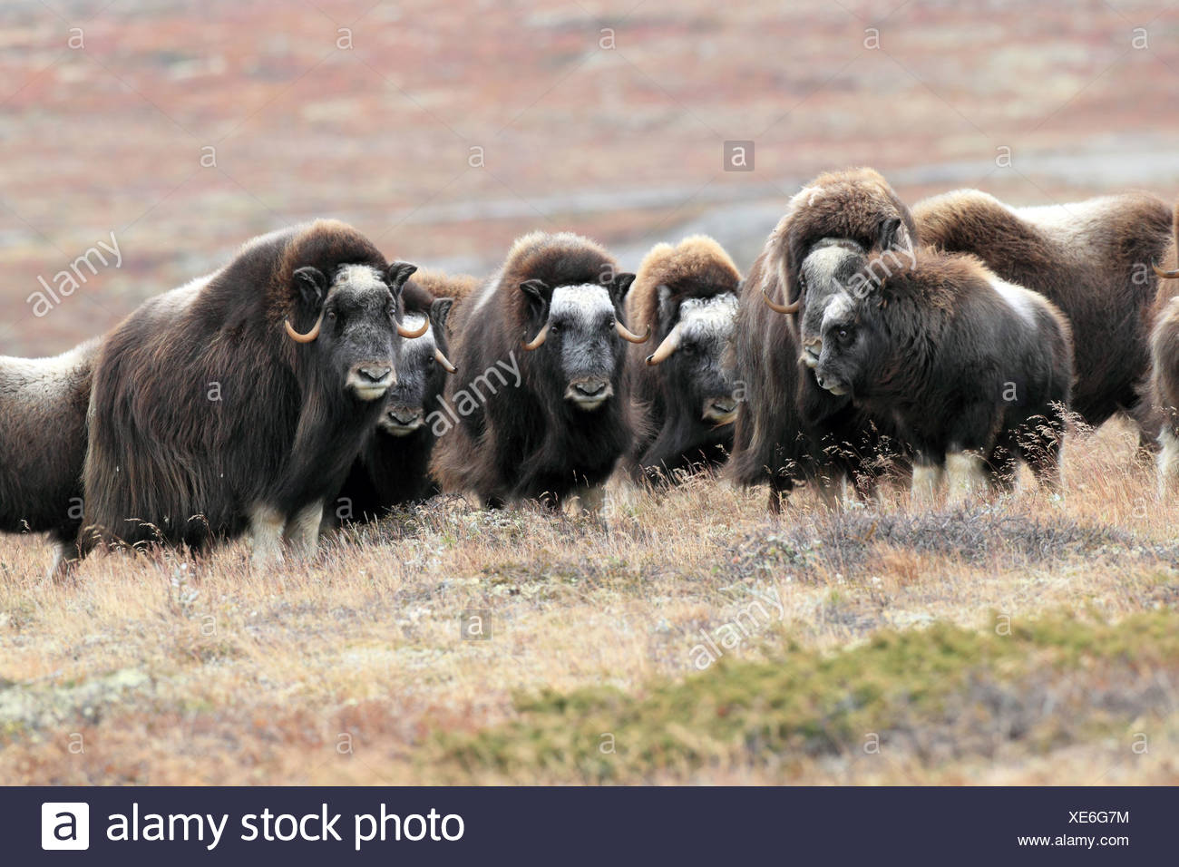 Moschustier High Resolution Stock Photography and Images - Alamy