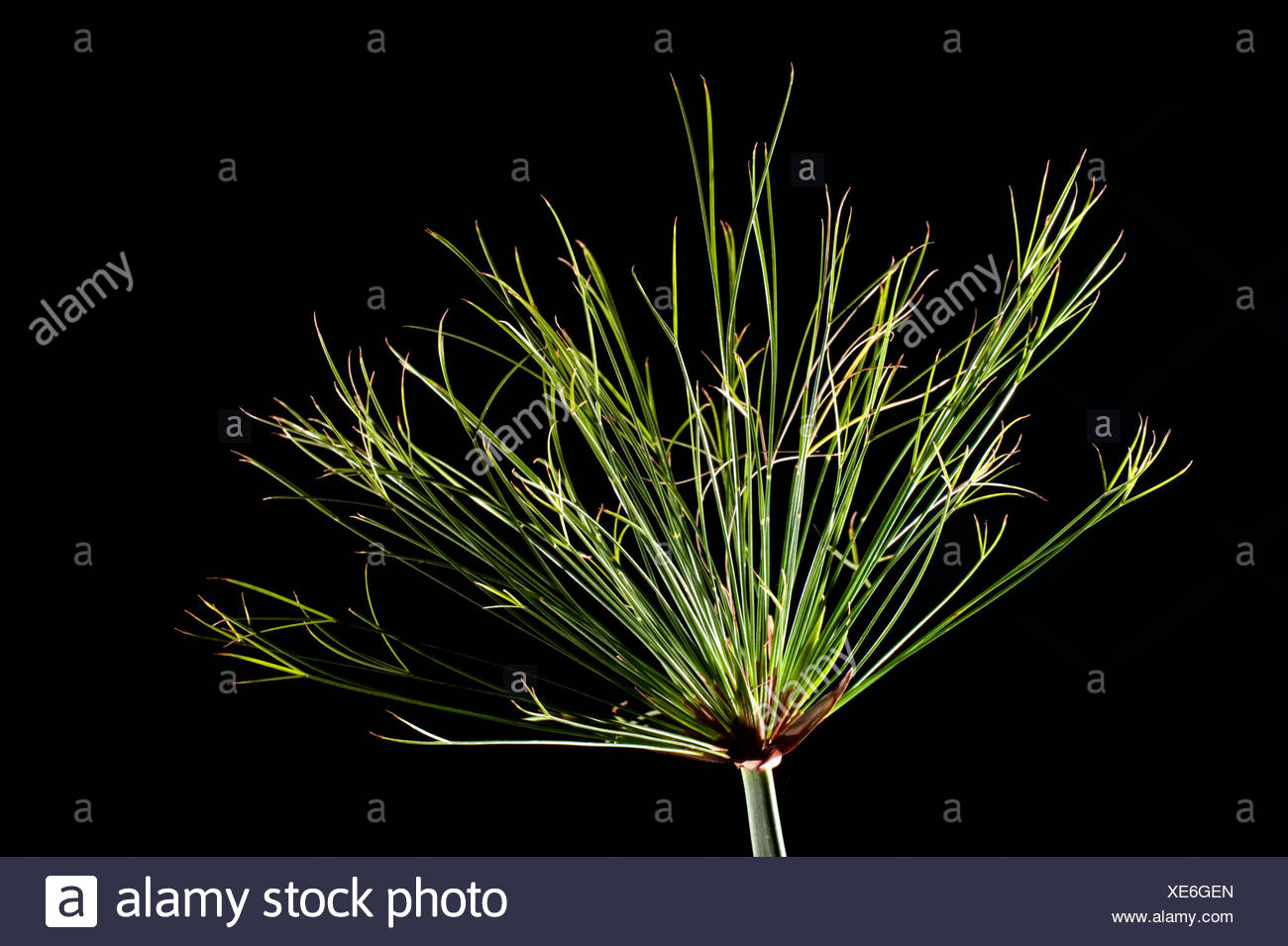 Aquatic Flowering Papyrus High Resolution Stock Photography and Images ...