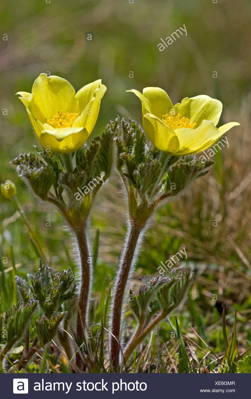 Yellow Alpine Flowers High Resolution Stock Photography and Images - Alamy