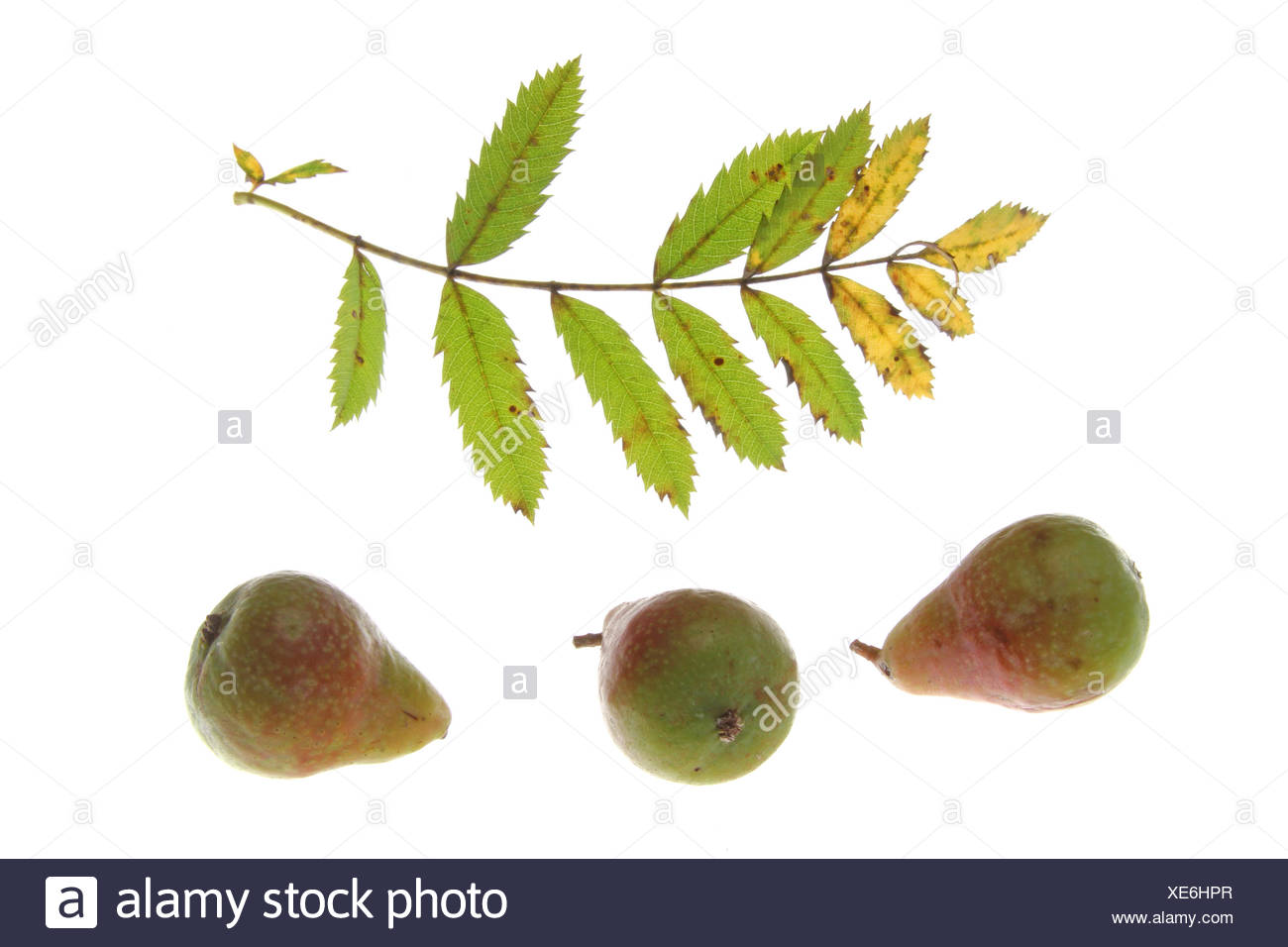 Sorb Tree High Resolution Stock Photography and Images - Alamy