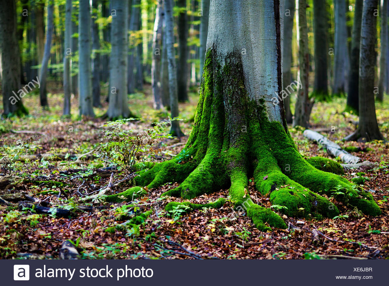 Moss Covered Tree High Resolution Stock Photography and Images - Alamy