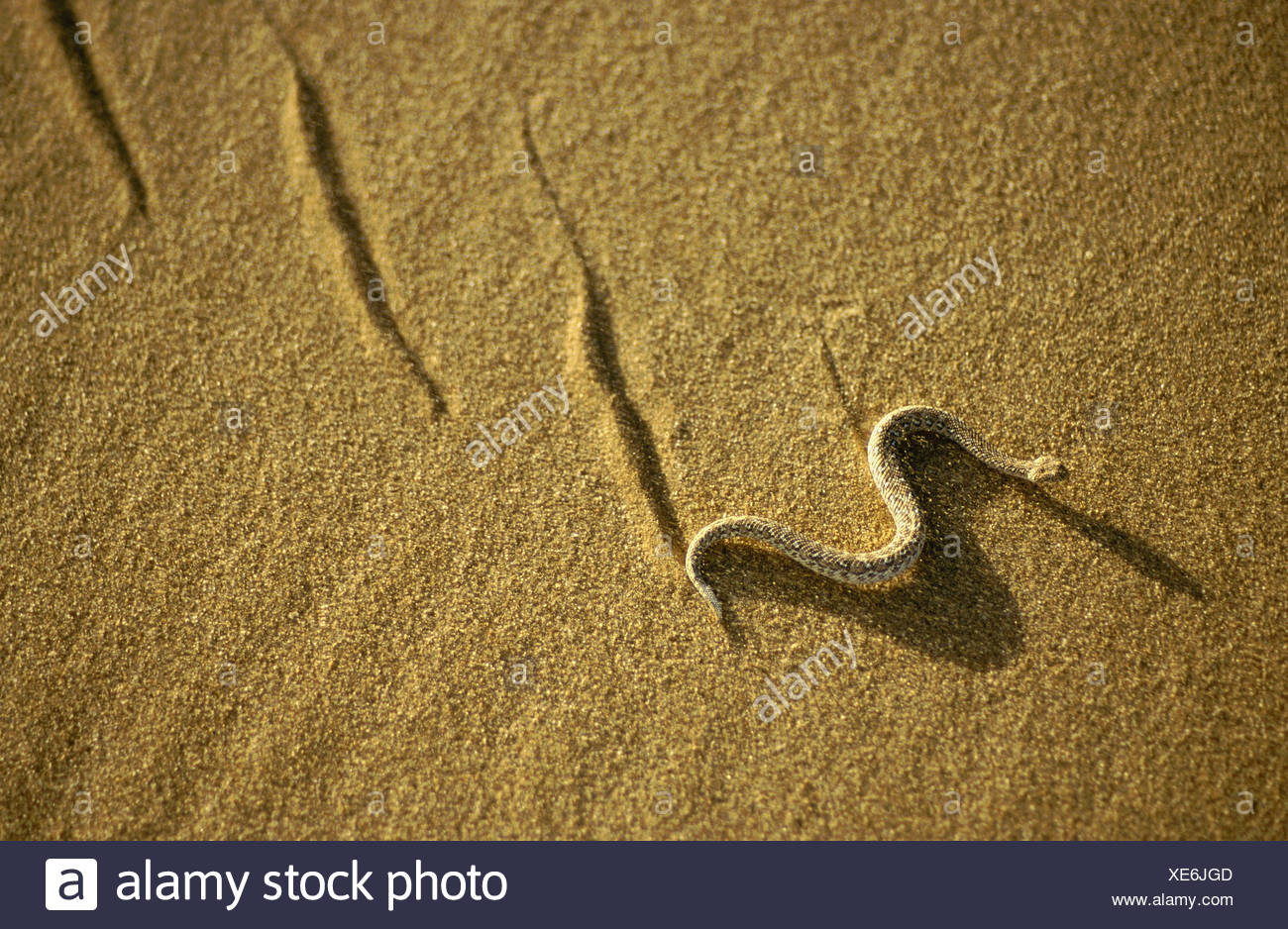Namib Dwarf Sand Adder High Resolution Stock Photography and Images - Alamy