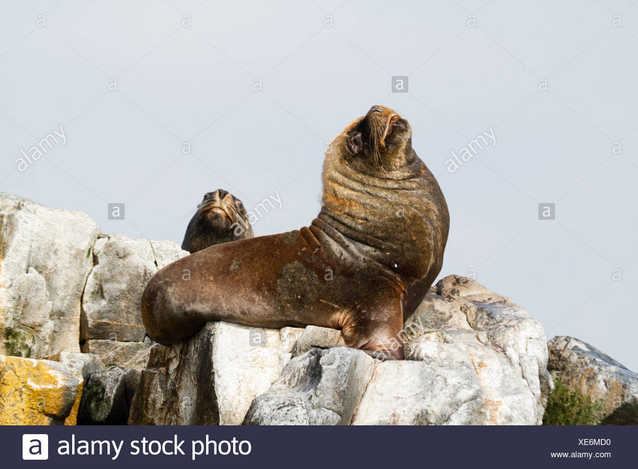 Eared Seal High Resolution Stock Photography and Images - Alamy